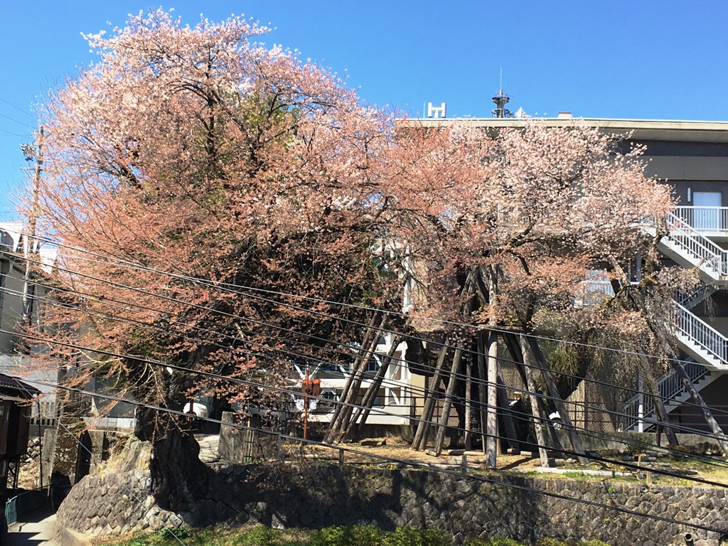 Cherry blossoms in Shinshu